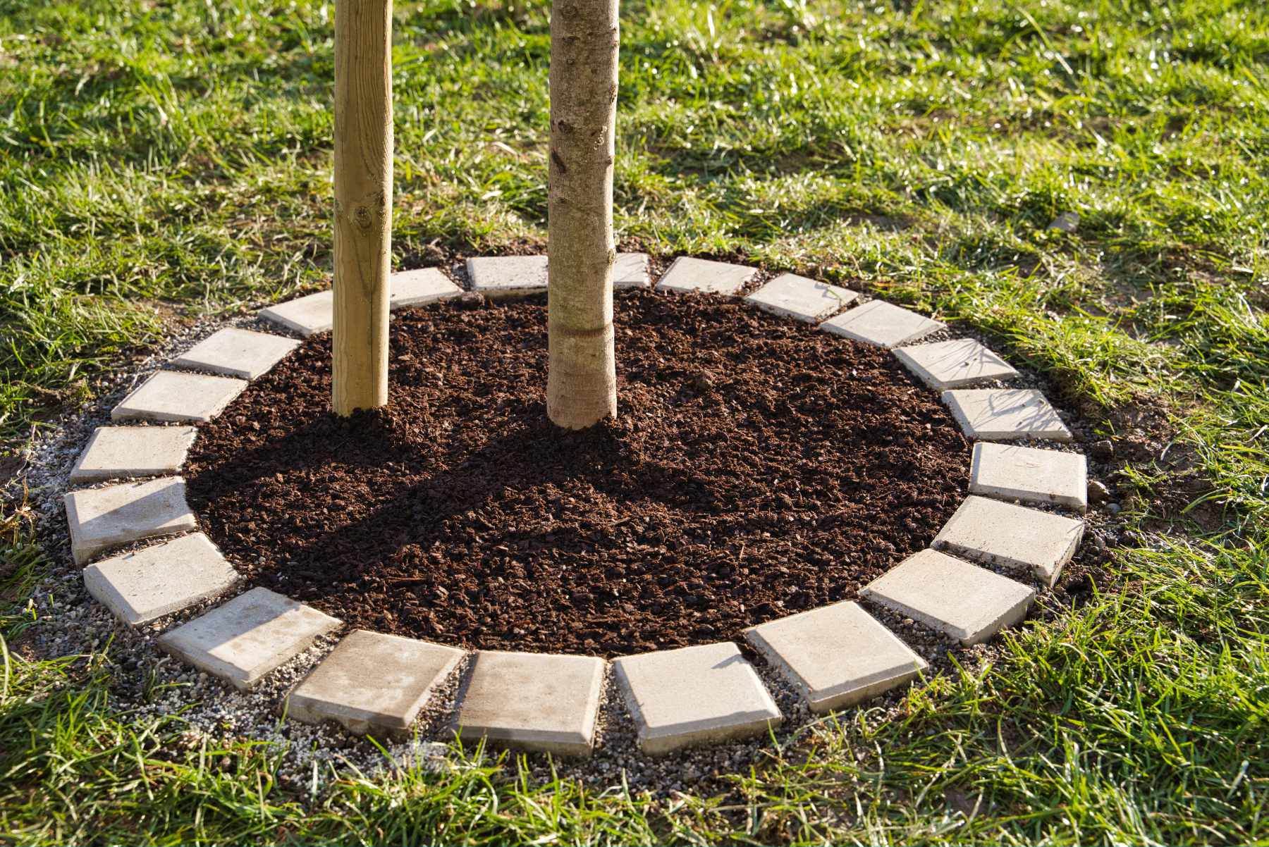 Baumscheiben anlegen - Terre Suisse AG